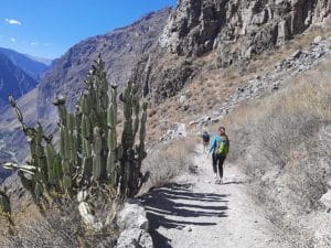 Colca Canyon - Guide To One Of Peru's Largest Natural Wonders