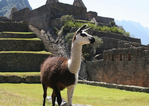 Machu Picchu Animals - All Creatures Great And Small