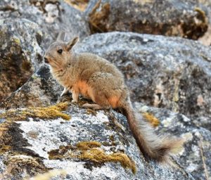 Machu Picchu Animals - All Creatures Great And Small