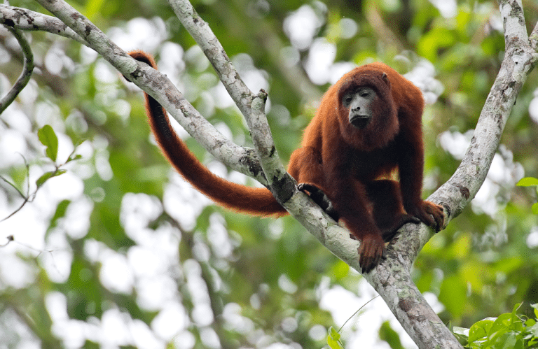 Animals in Peru: What Can I Expect To See When Travelling in Peru