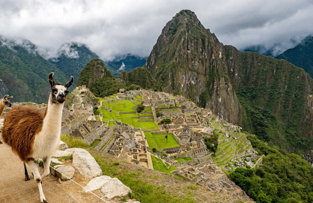 Animals in Peru: What Can I Expect To See When Travelling in Peru